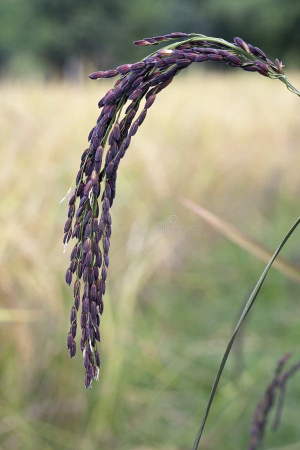 Paddy black rice in field stock image. Image of environment - 27686221