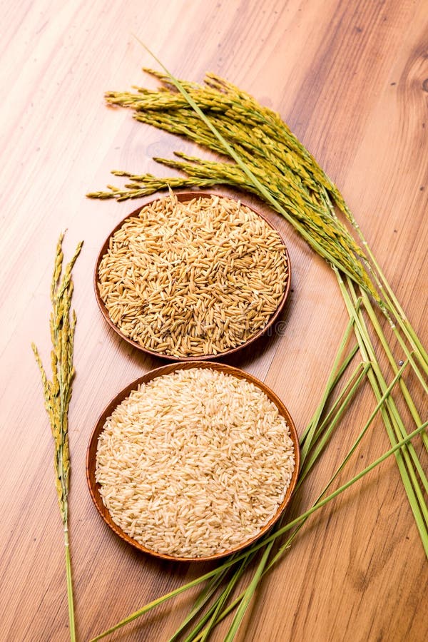 Paddy and brown rice stock image. Image of healthy, uncooked - 61997523