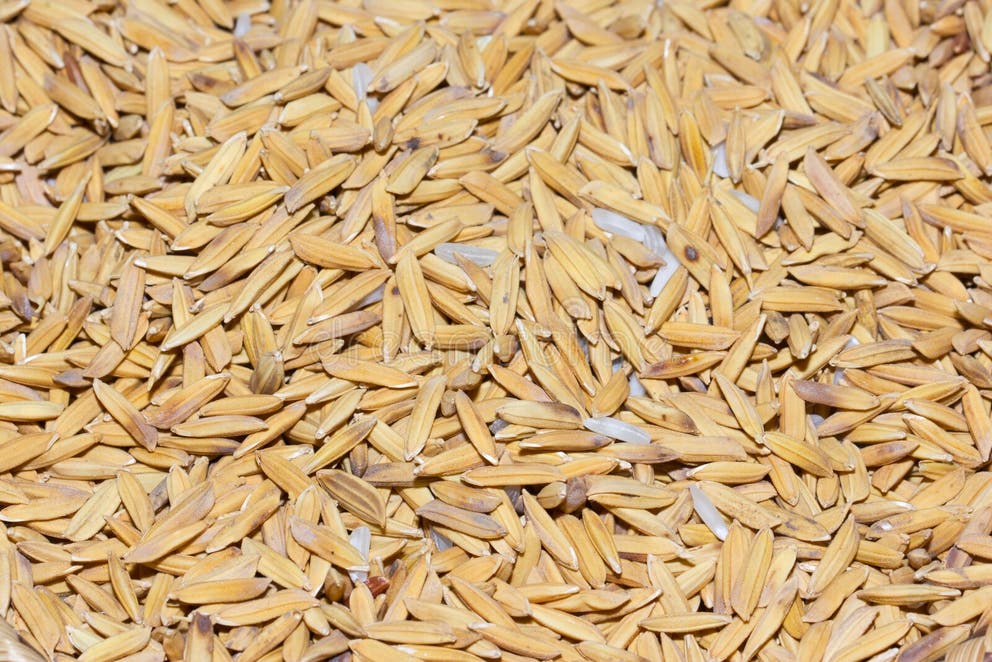 Paddy Close Up. stock image. Image of bean, lots, food - 36359123