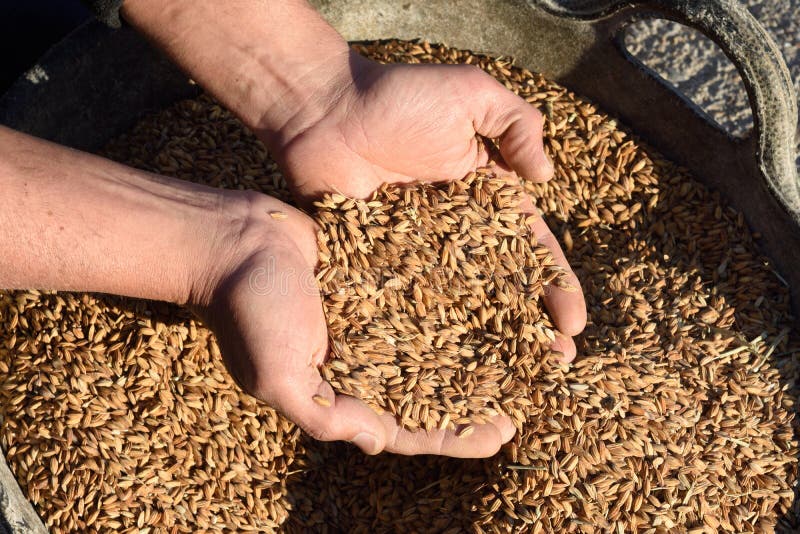 Paddy stock photo. Image of produce, culture, rice, resources - 85373028