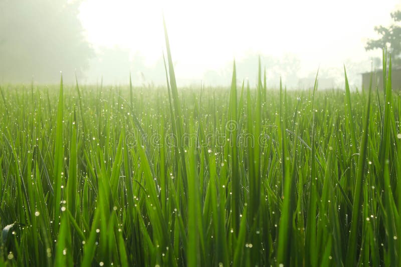 Paddy 1 stock image. Image of farming, countryside, harvest - 324593887
