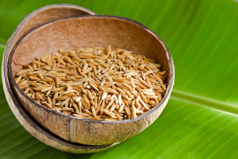 Paddy in coconut shell stock photo. Image of rice, grain - 27401828