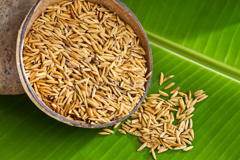 Paddy in coconut shell stock image. Image of leaf, grain - 27401867