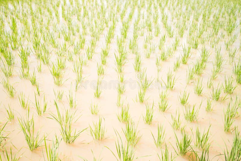 Paddy stock photo. Image of leaf, farmland, foliage, healthy - 57784030