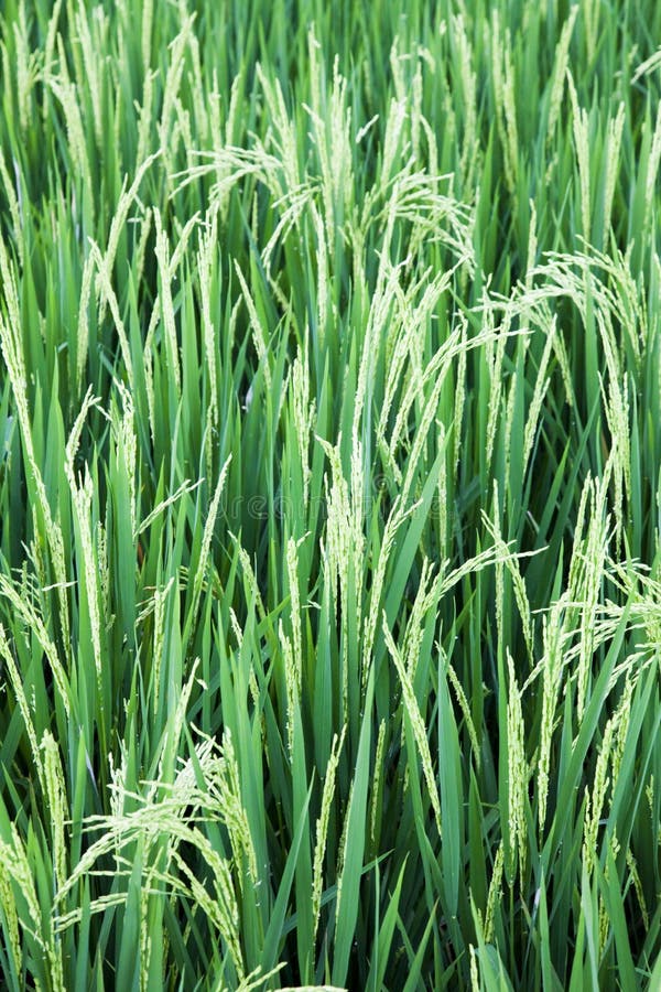 Paddy Crop, Bali, Indonesia Stock Image - Image of cultivate, field ...