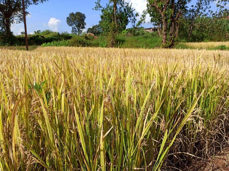 Paddy Crop at final stage stock image. Image of managed - 13960117