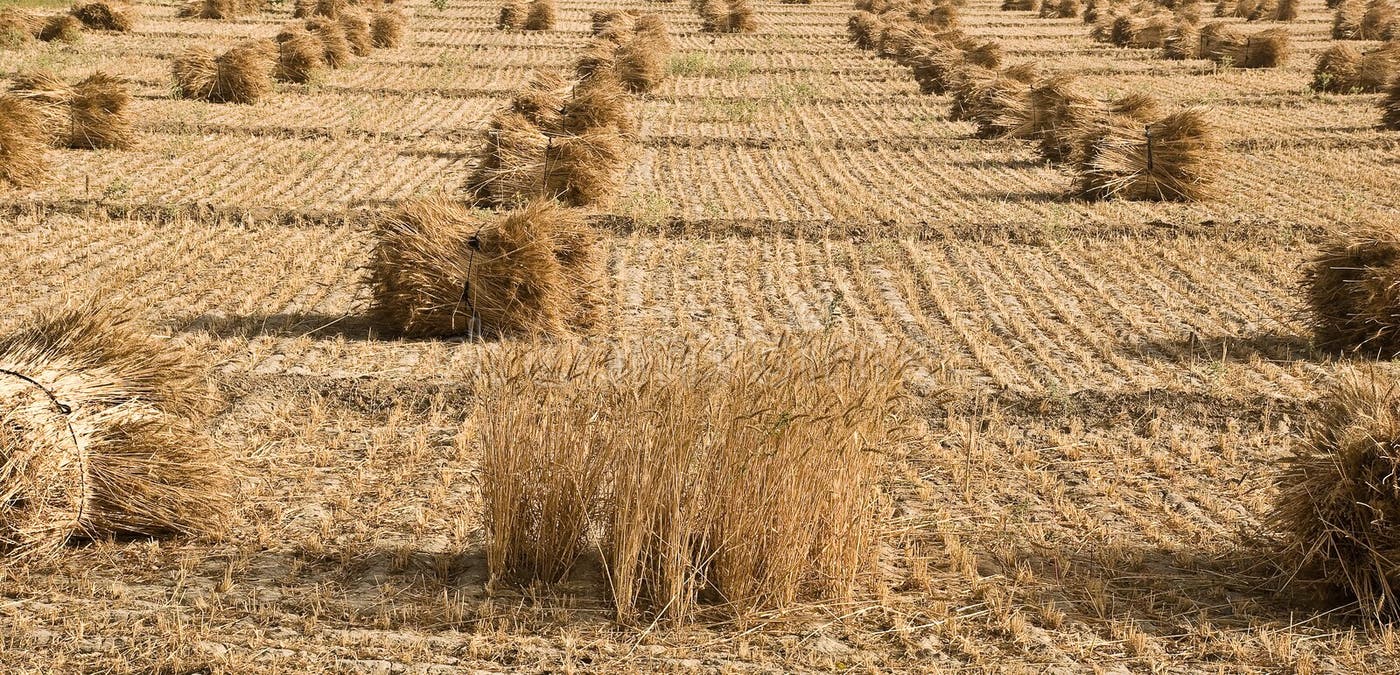 705 Stack Paddy Stock Photos - Free & Royalty-Free Stock Photos from ...