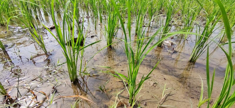 Paddy Crop at Initial Stage Stock Image - Image of landscape ...