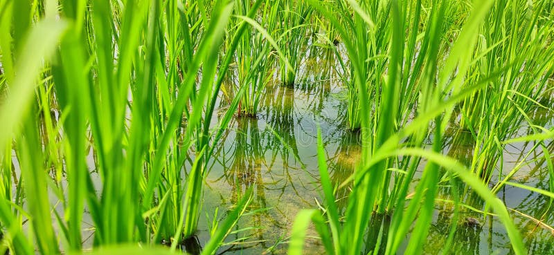 Paddy Crop at Initial Stage Stock Photo - Image of farm, grow: 227287572
