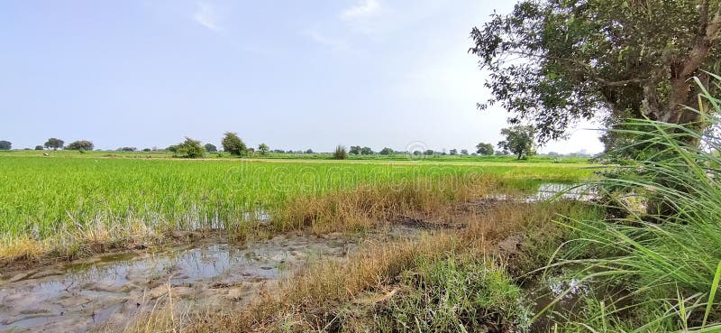 Paddy Crop at Initial Stage Stock Image - Image of landscape ...