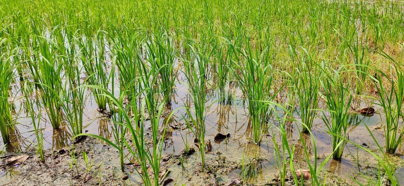 Paddy Crop at Initial Stage Stock Image - Image of landscape ...