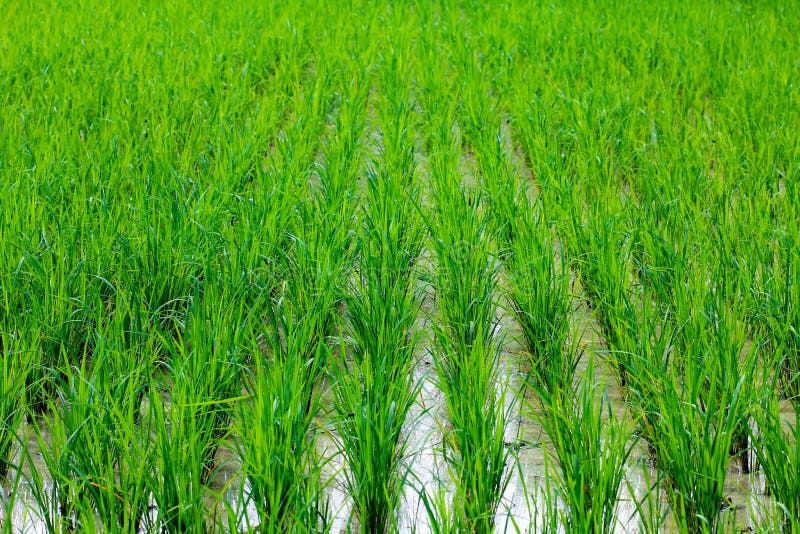 Paddy stock photo. Image of asians, nature, asia, staple - 63574616