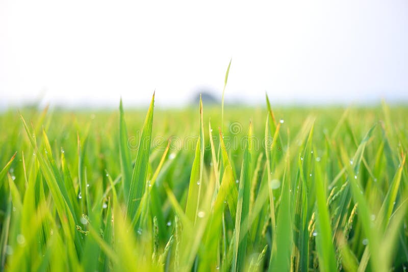 Paddy crops stock photo. Image of paddy, sitting, breathtaking - 89793156