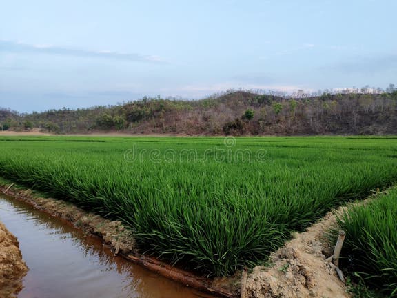 Paddy Crops Field in the River Stock Photo - Image of crops, rice ...