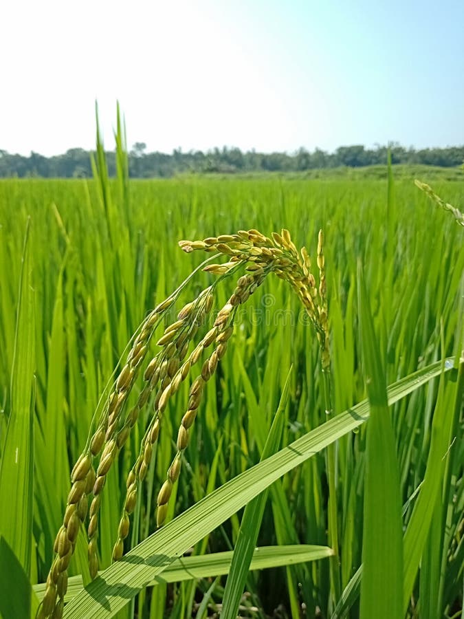 Paddy crops stock photo. Image of organic, seeds, crops - 286227932