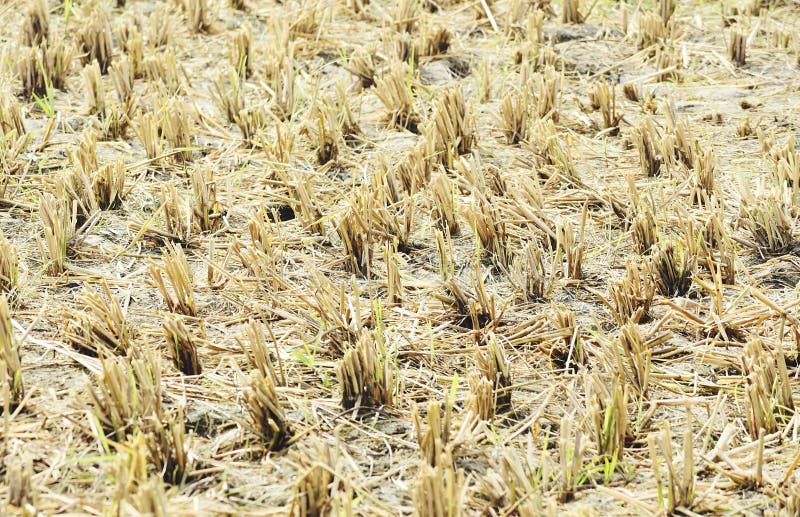 Paddy Cultivation: Different Steps Involved in Paddy Cultivation Stock ...