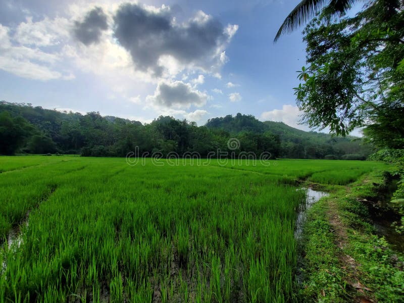 Paddy Cultivation Field in Srilanka Stock Photo - Image of field, rice ...