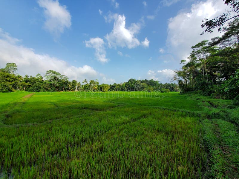 Paddy Cultivation Field in Srilanka Stock Image - Image of field, paddy ...