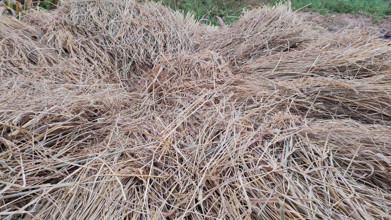 Paddy after Cutting from the Field Kept Arranged Stock Photo - Image of ...