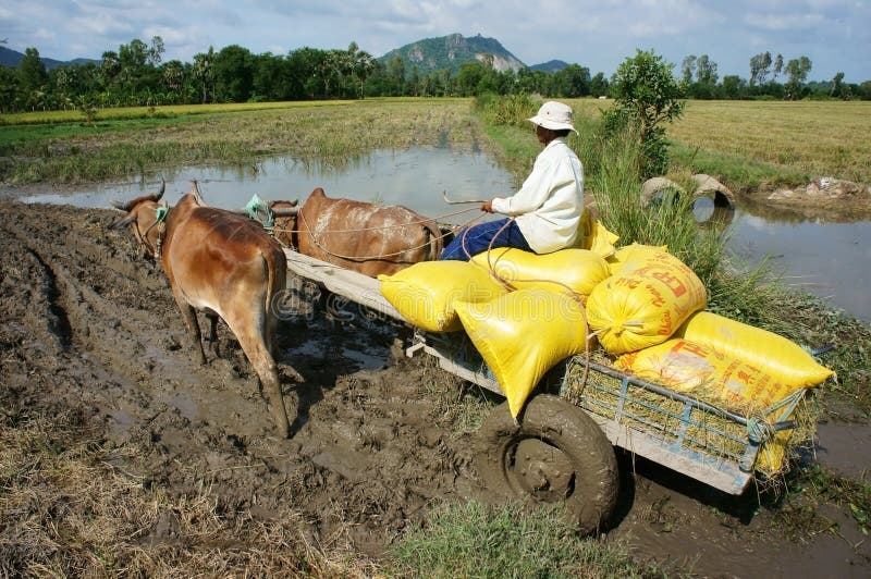 Agriculteur Avec Le Buffle Deux Sur Le Gisement De Riz Photo éditorial ...