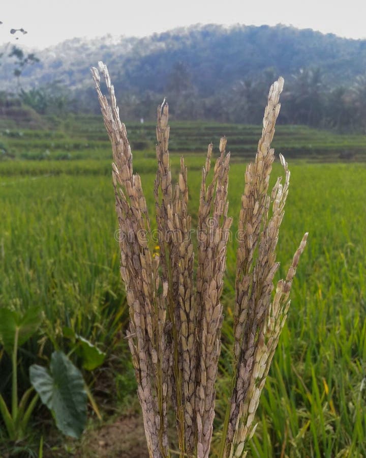 Disease on paddy plant stock photo. Image of plantation - 298590932