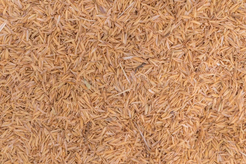 Pile of Paddy Bundle on the Rice Field after Harvest Stock Photo ...