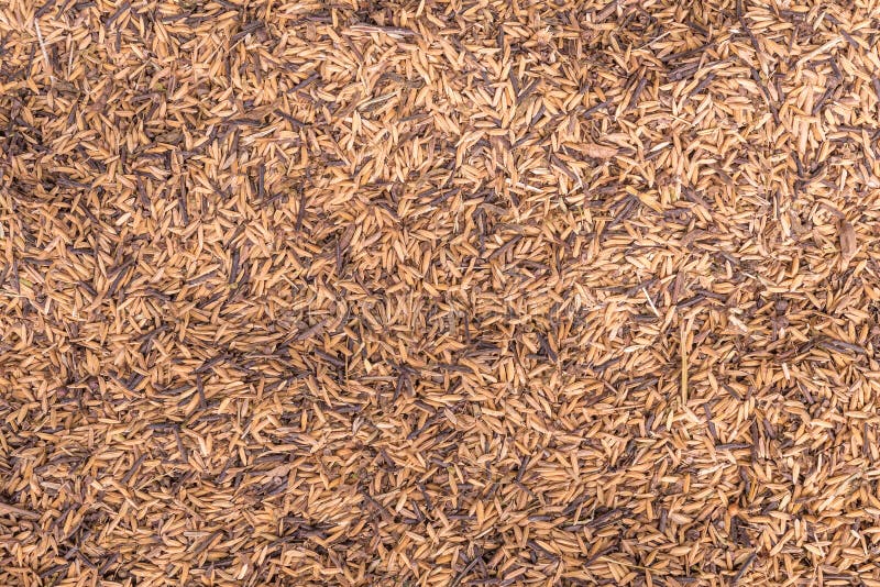 Pile of Paddy Bundle on the Rice Field after Harvest Stock Photo ...