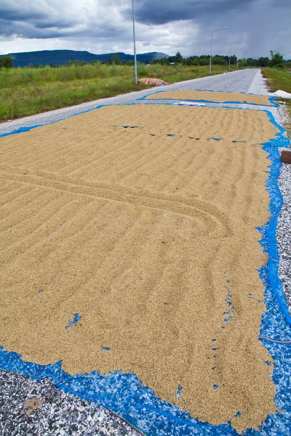 Drying paddy stock image. Image of paddy, grain, agriculture - 35364025