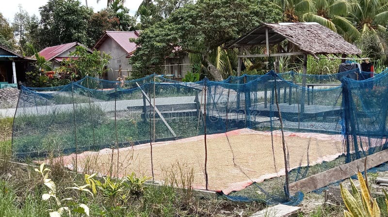 Paddy Drying Process in Rural Areas Stock Photo - Image of yard, wall ...