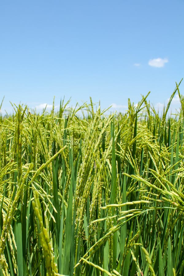 Paddy stock image. Image of farmland, beautiful, grain - 39767825