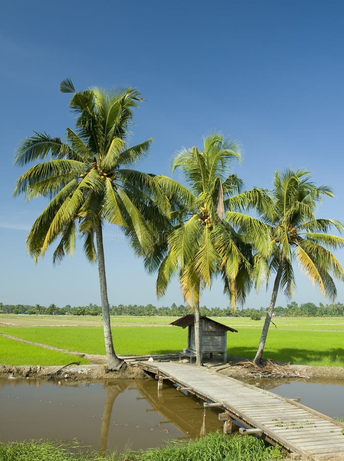 Traditional House in Paddy Field Editorial Photography - Image of green ...