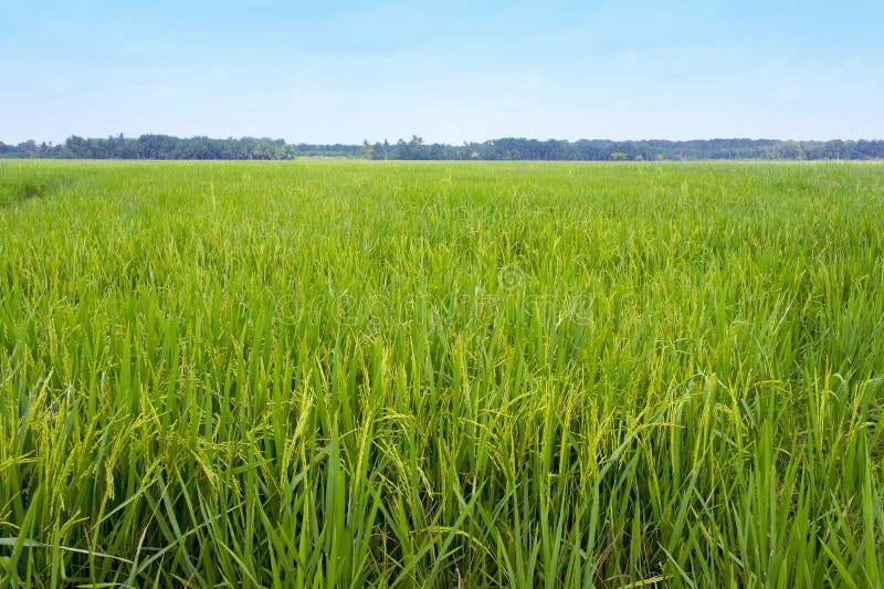 Paddy Farm Stock Photo - Image: 25197550