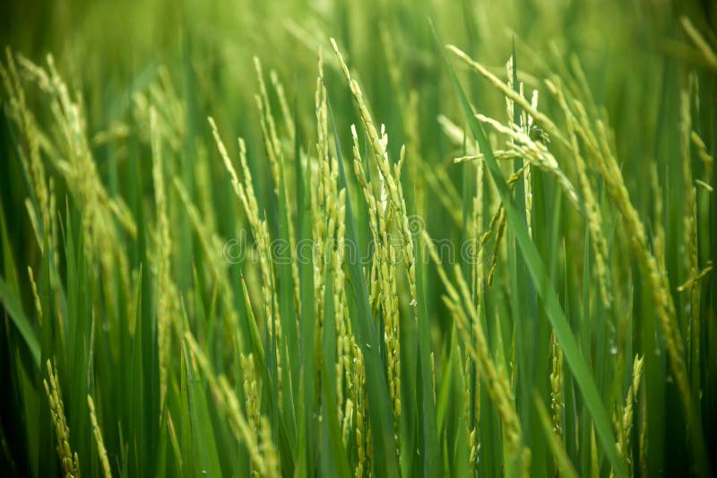 Paddy farm stock photo. Image of grass, seed, farming - 56338218