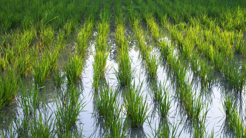 Paddy farm stock photo. Image of land, landscape, paddy - 49020744