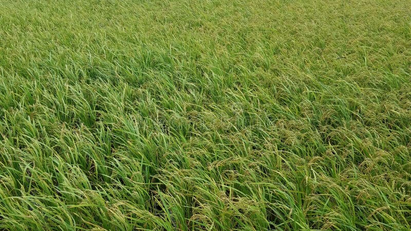 Paddy farm stock image. Image of wind, tree, cloud, nature - 191243363