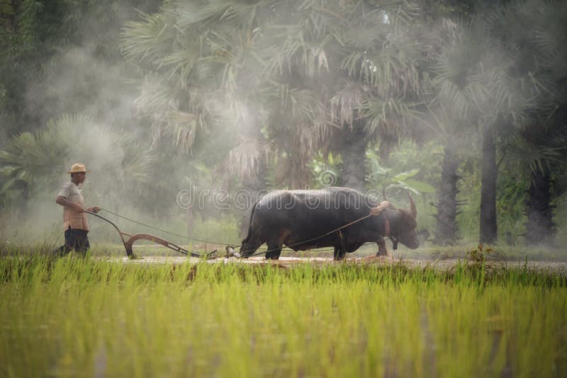 Paddy Farming fotografering för bildbyråer. Bild av odling - 78300521