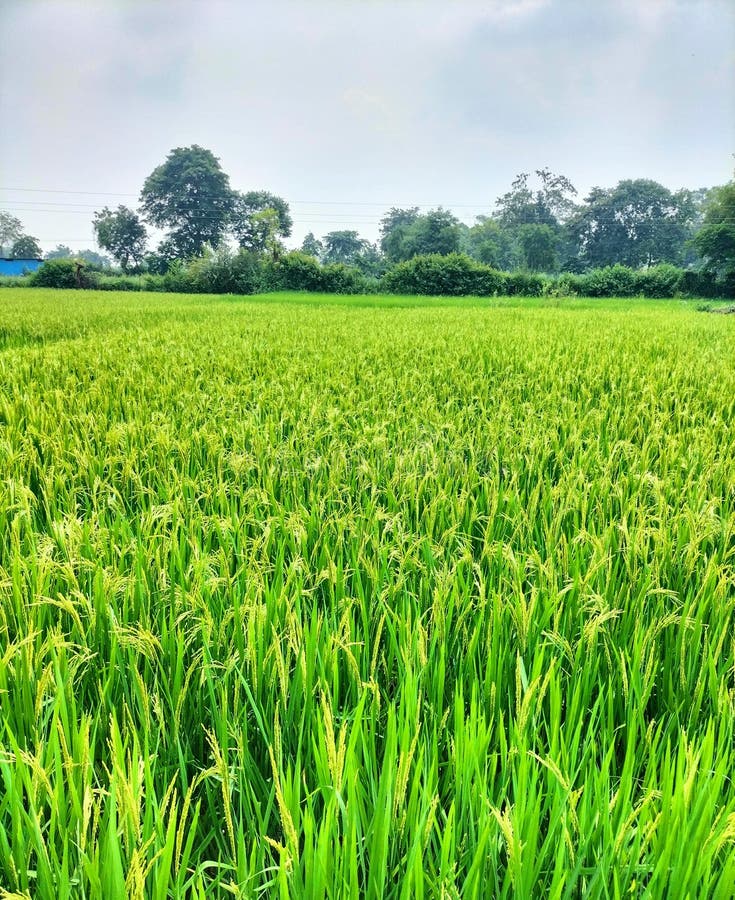 Paddy farming dhan ??? stock photo. Image of paddys - 291817390