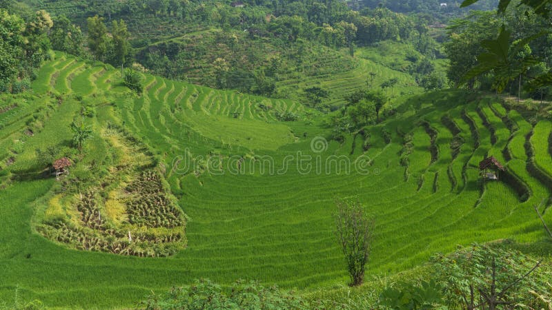 Paddy Farming Using the Terracing Method Stock Photo - Image of plant ...