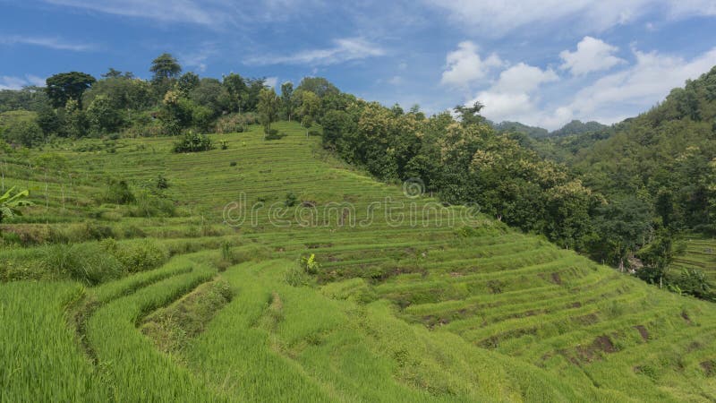 Paddy Farming Using the Terracing Method Stock Photo - Image of plant ...