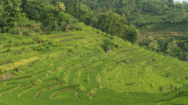 Paddy Farming Using the Terracing Method Stock Photo - Image of grow ...