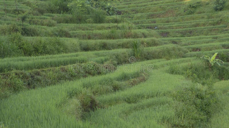 Paddy Farming Using the Terracing Method Stock Image - Image of ...
