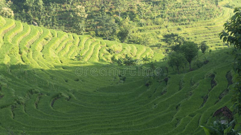 Paddy Farming Using the Terracing Method Stock Photo - Image of ...