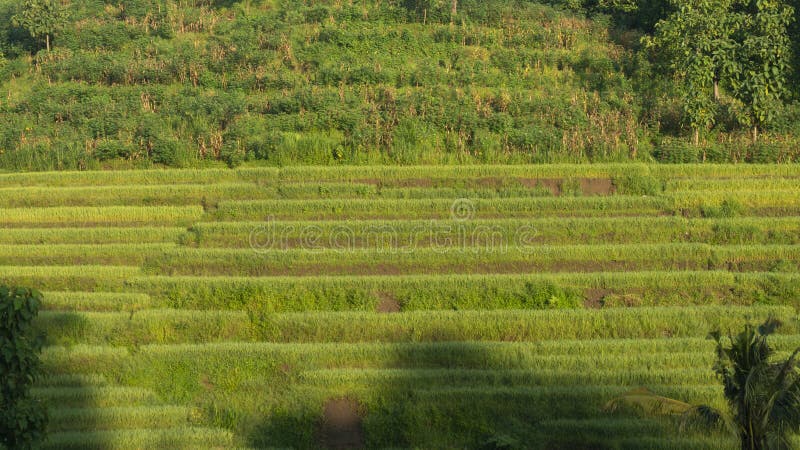 Terracing for Cultivation of the Vine in a Hill in Italy Stock Image ...