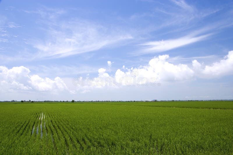 Paddy-Feld stockbild. Bild von getreide, ernte, wolke - 2185329
