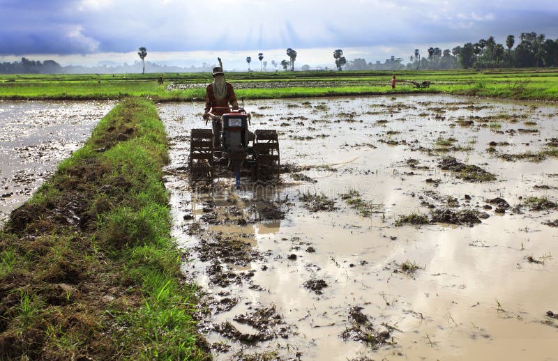 Paddy field stock photo. Image of farming, farm, rice - 12418248