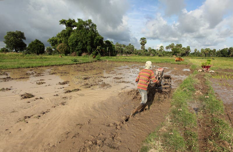 Paddy field stock photo. Image of work, rural, village - 12497478