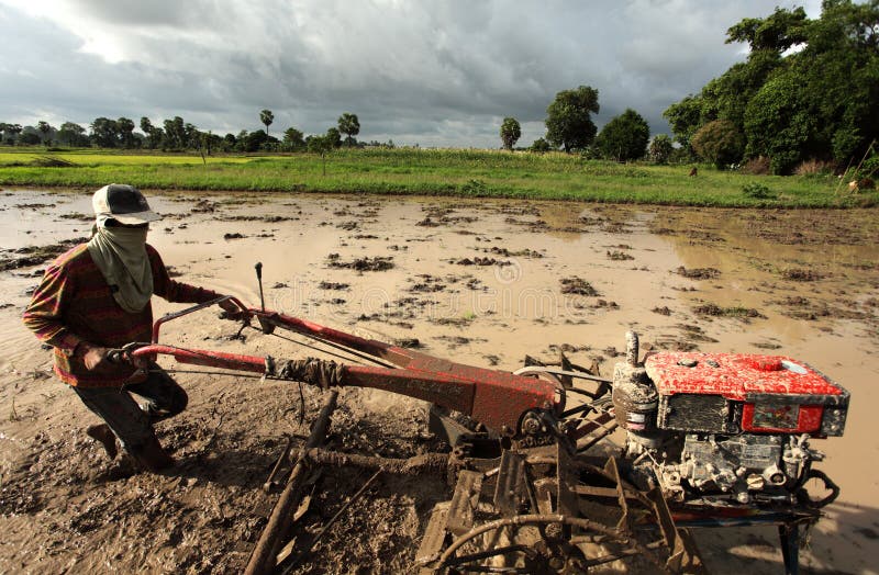 Paddy field stock photo. Image of work, rural, village - 12497478
