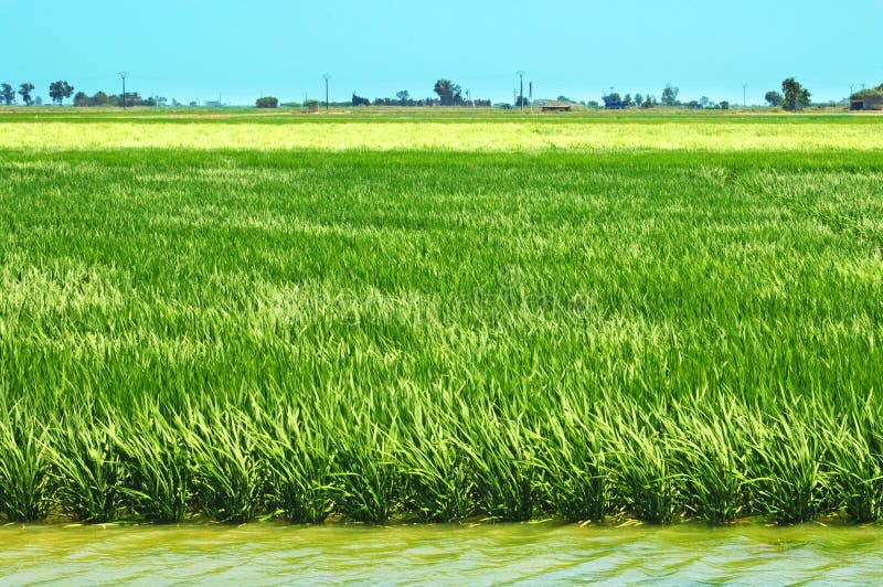 Water Canal between Paddy Fields Stock Photo - Image of rural ...