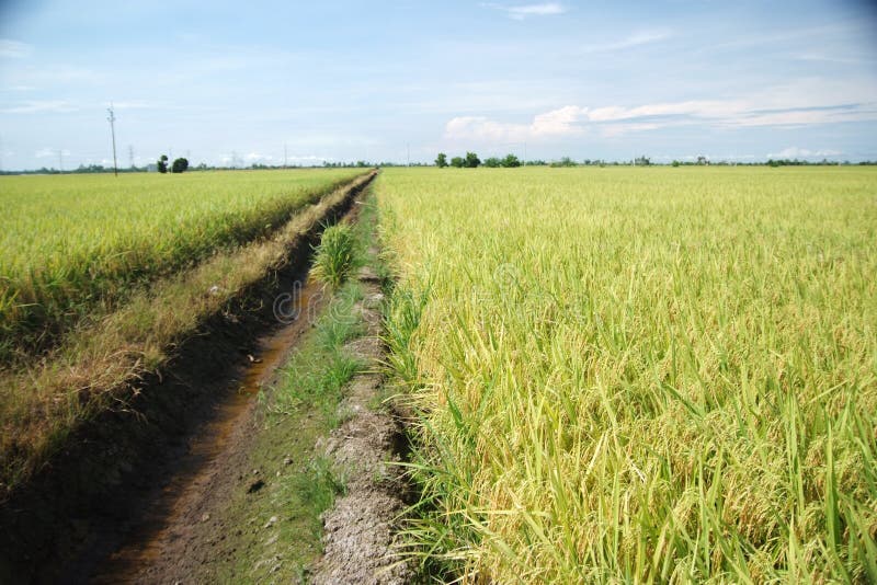 Paddy field stock photo. Image of plant, tropical, cultivation - 14600326