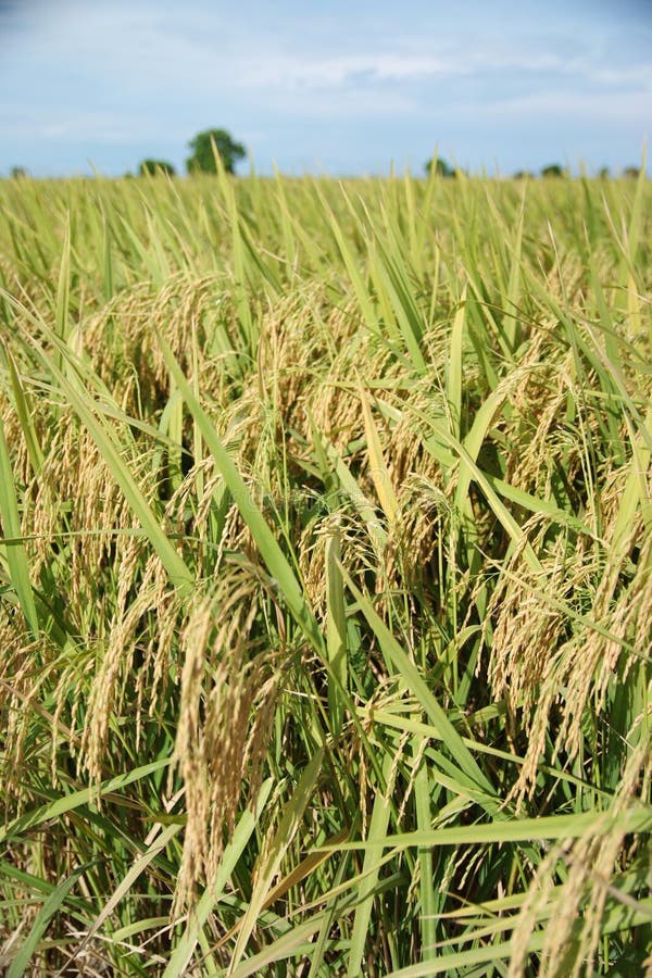 Paddy field. stock photo. Image of field, tropical, rice - 14600610